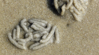 Wattwurm (Arenicola marina)